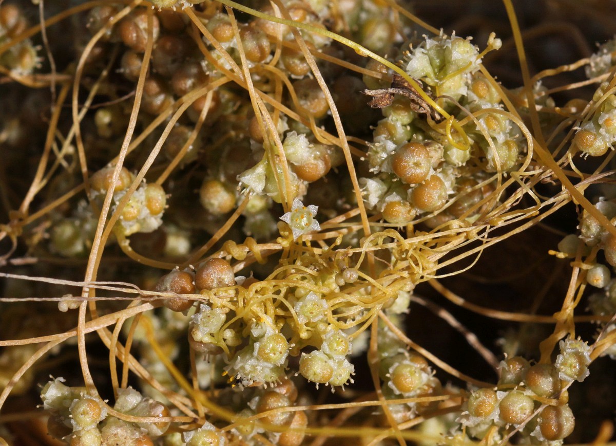 Cuscuta campestris, Field Dodder